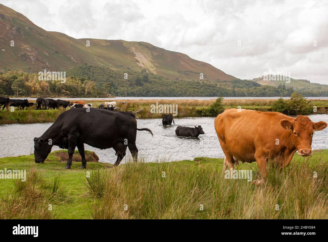 Cows fording River Derwent that leaves Derwent Water, Lake District ...