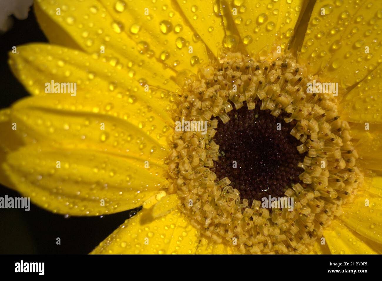 Fibonacci daisy hi-res stock photography and images - Alamy