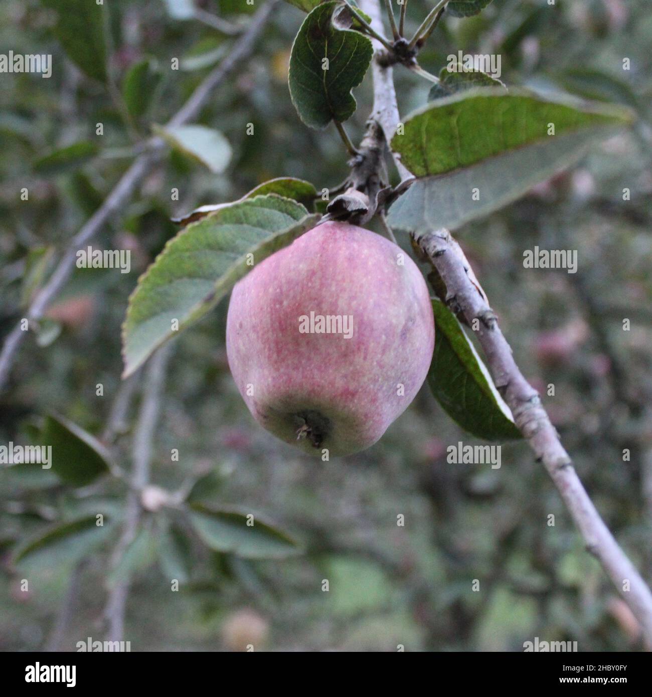 A low angle shot of an apple hanging from a branch of a tree in a ...