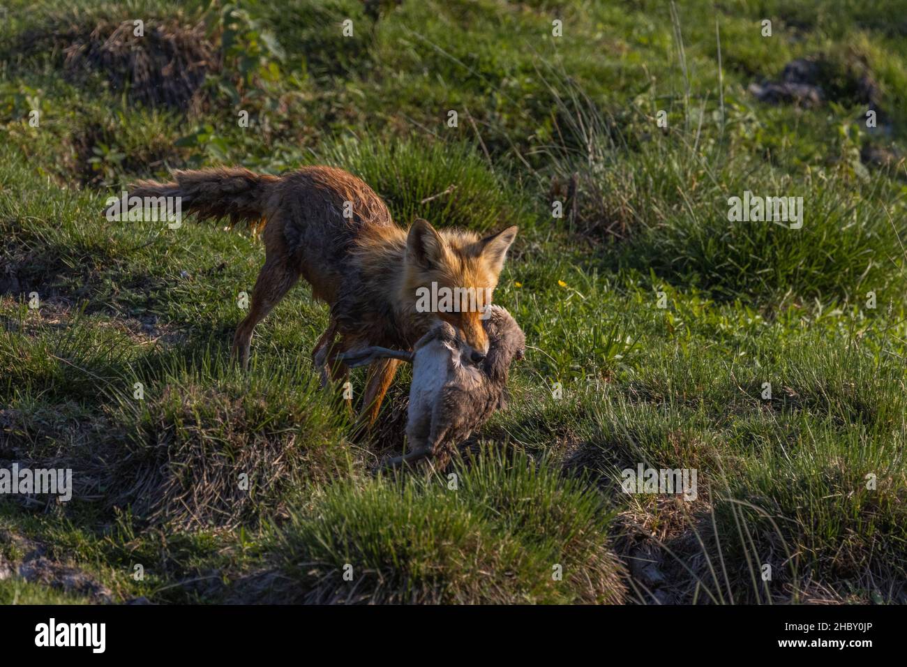 A high angle shot of a fox and its prey in the mouth Stock Photo - Alamy