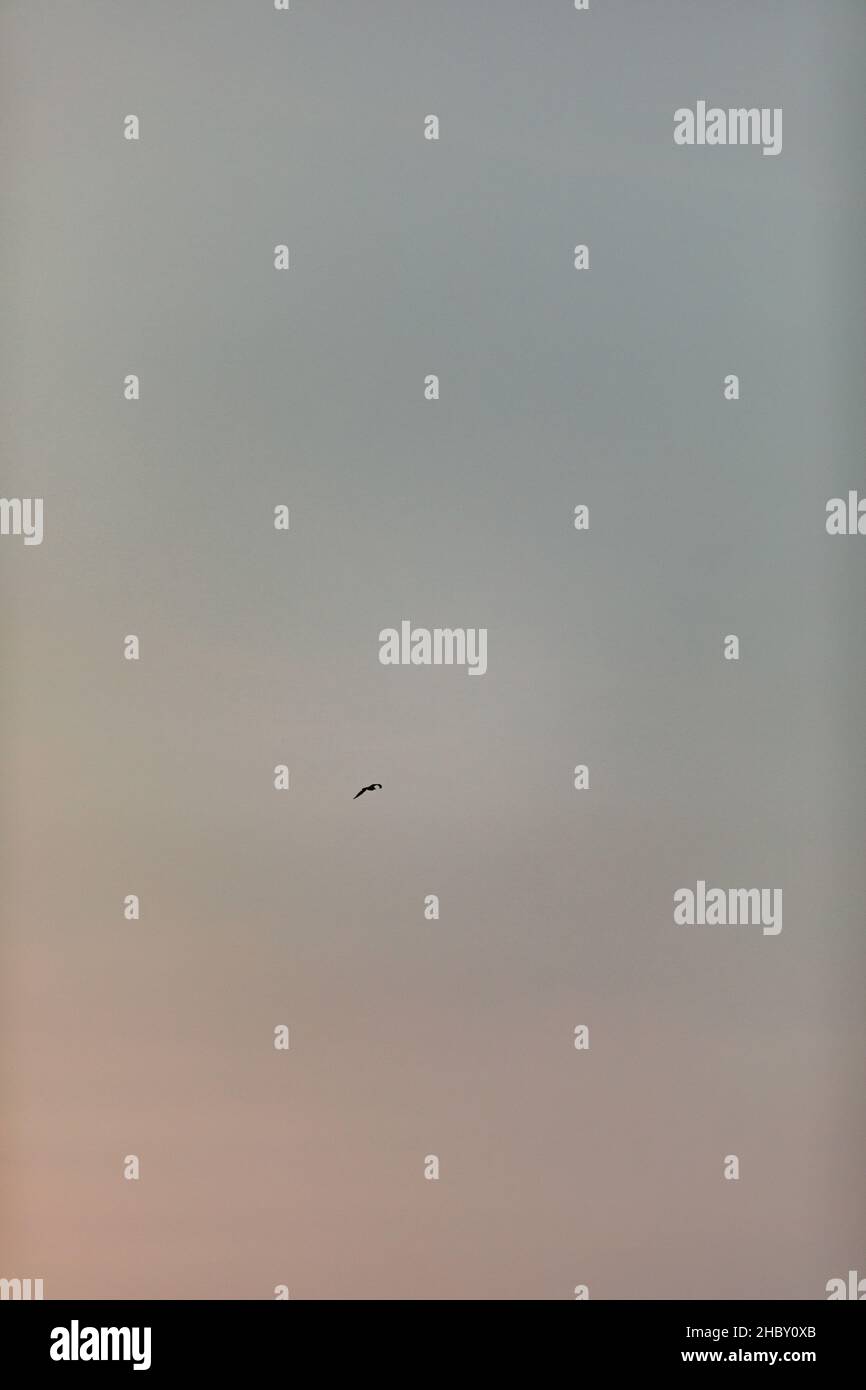 A vertical shot of a bird flying in the sunset sky Stock Photo - Alamy
