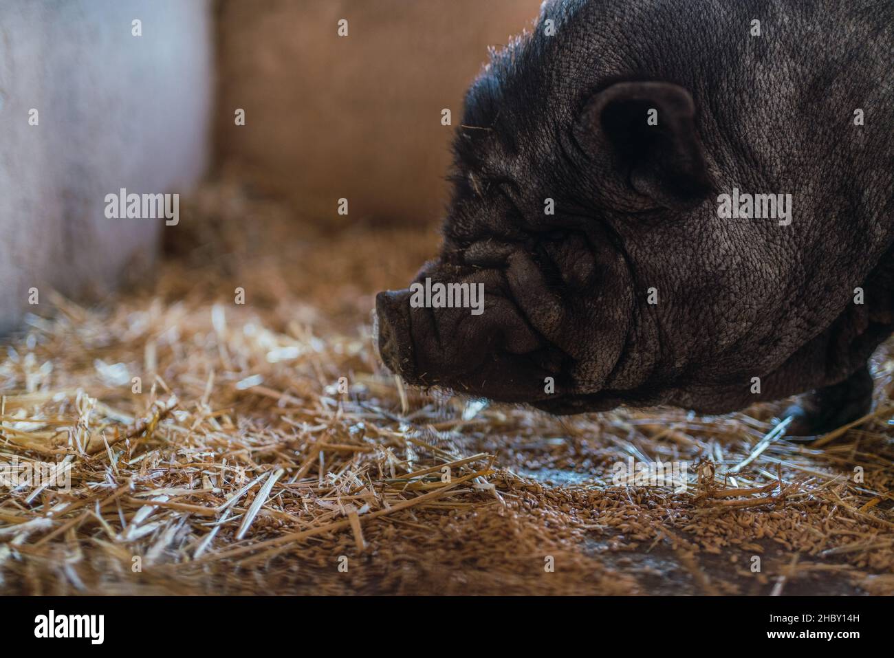 Black pig zoo hi-res stock photography and images - Alamy