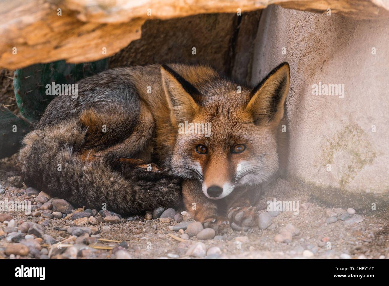 Animal mammal cave eye hi-res stock photography and images - Alamy