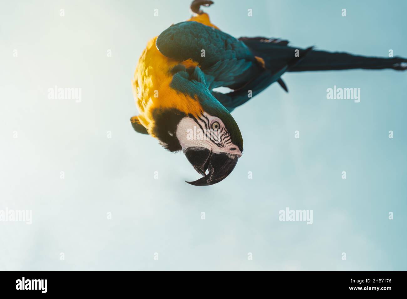 Parrot hanging upside down hi-res stock photography and images - Alamy