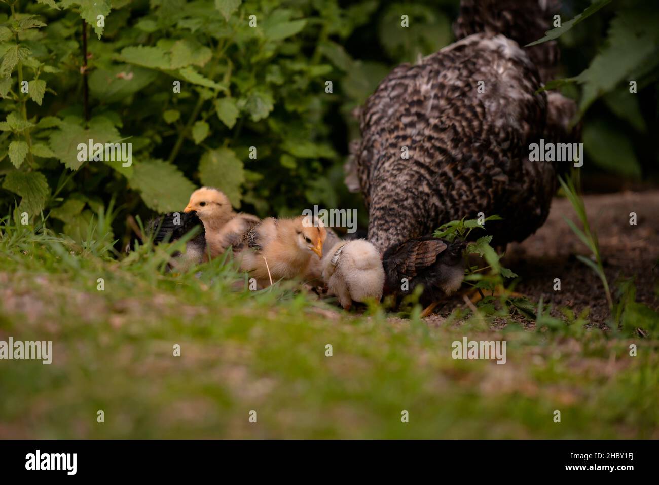 A chicken with chicks on a farm Stock Photo - Alamy