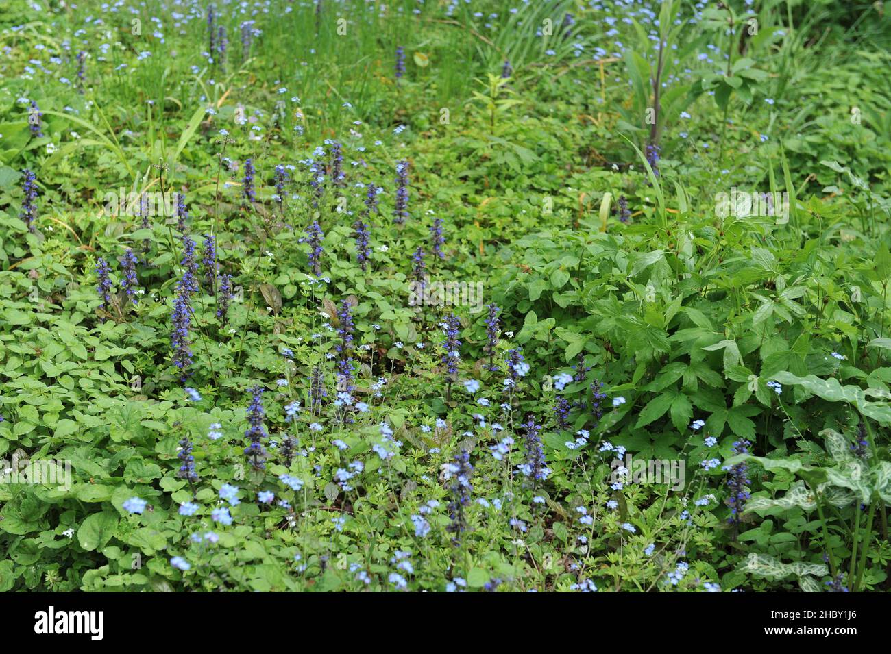 Blue bugle (Ajuga reptans) blooms in a garden in May Stock Photo - Alamy