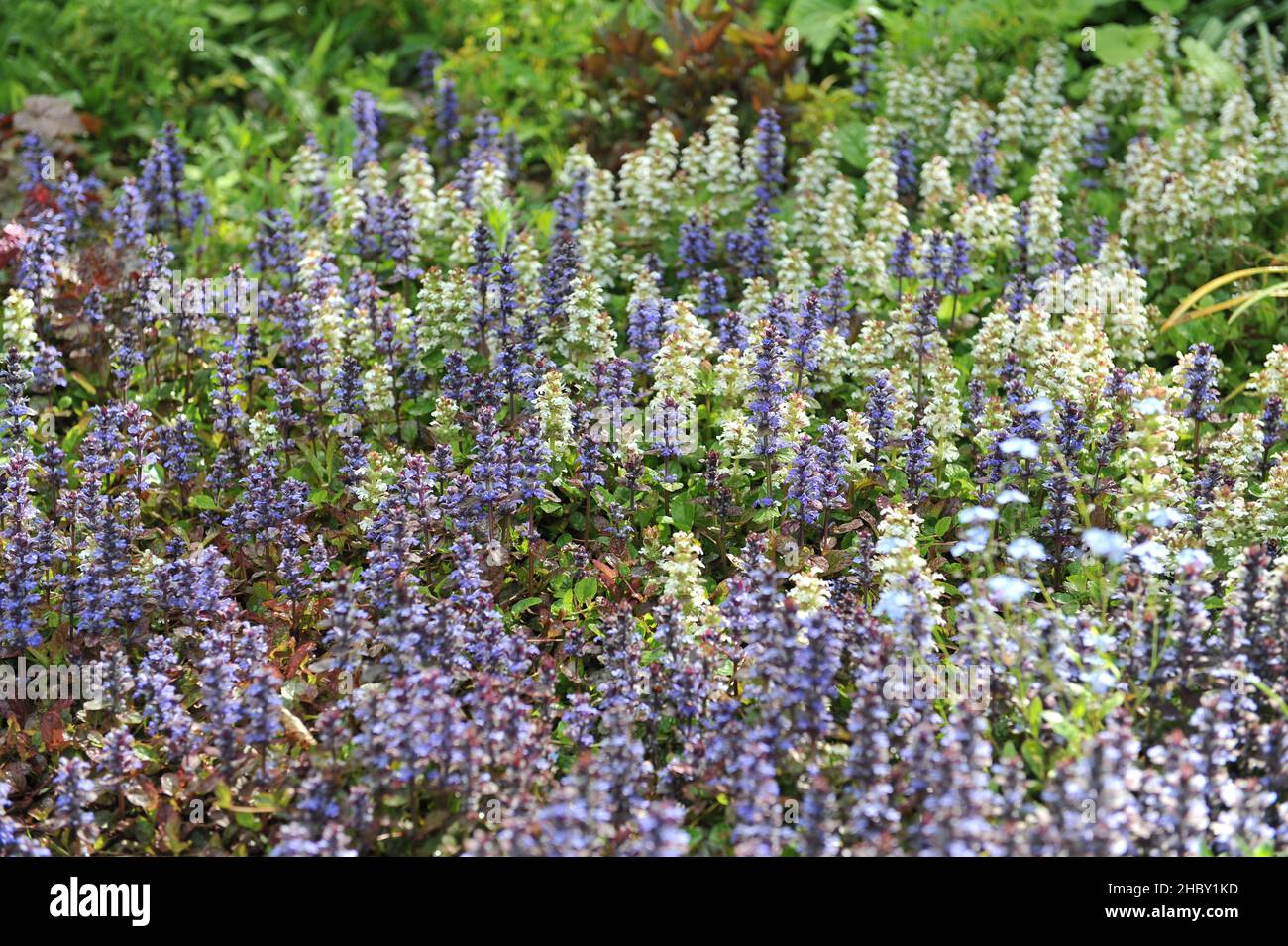 Blue and white bugle (Ajuga reptans) blooms in a garden in May Stock ...