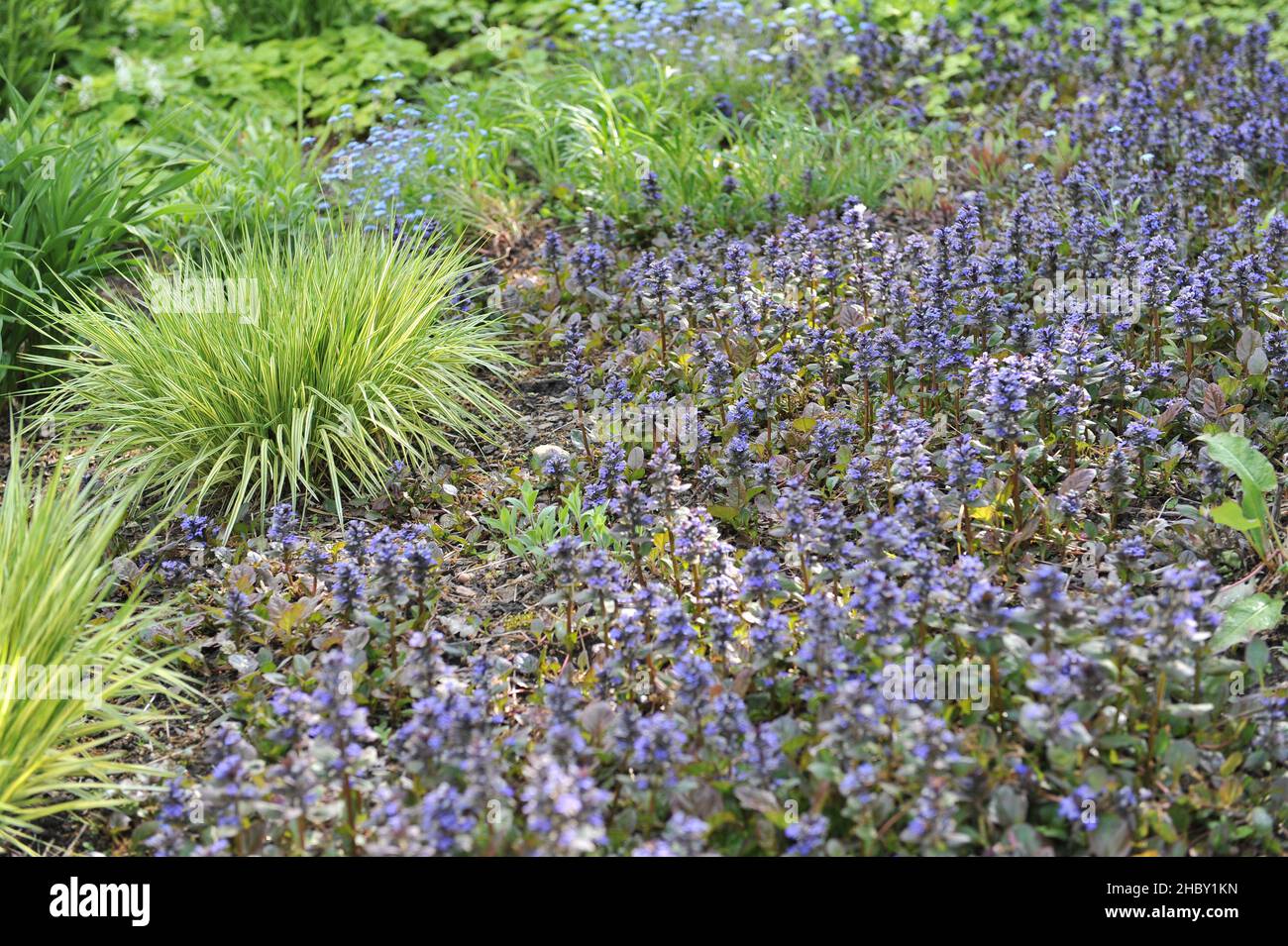 Blue bugle (Ajuga reptans) blooms in a flower bed with Molinia ...