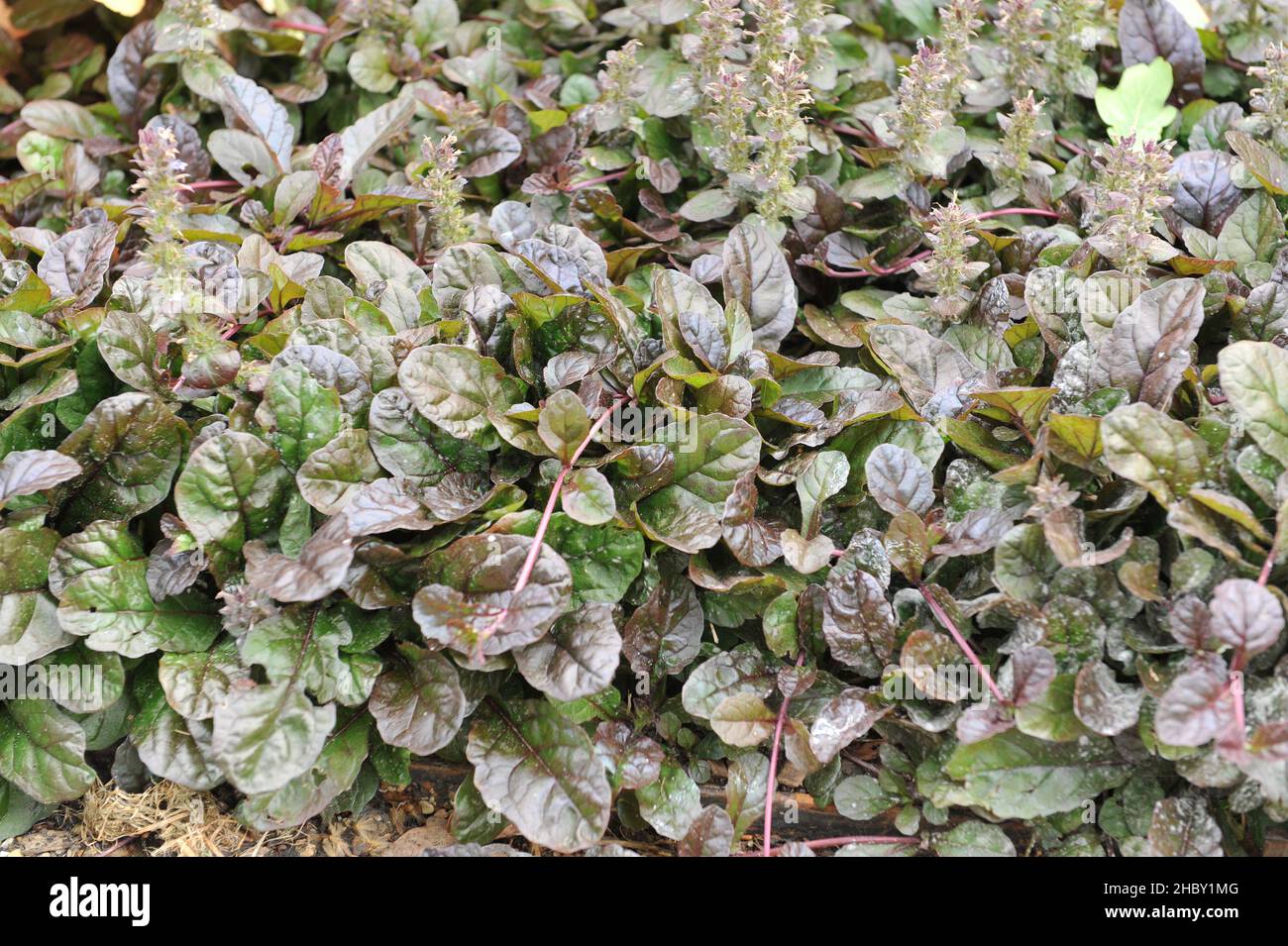 Bugle (Ajuga reptans) Braunherz grows in a garden in May Stock Photo ...