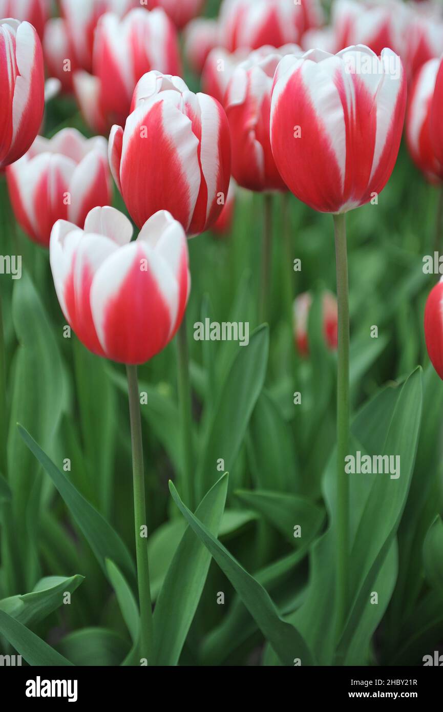 Red and white Triumph tulips (Tulipa) Guus Papendrecht bloom in a ...