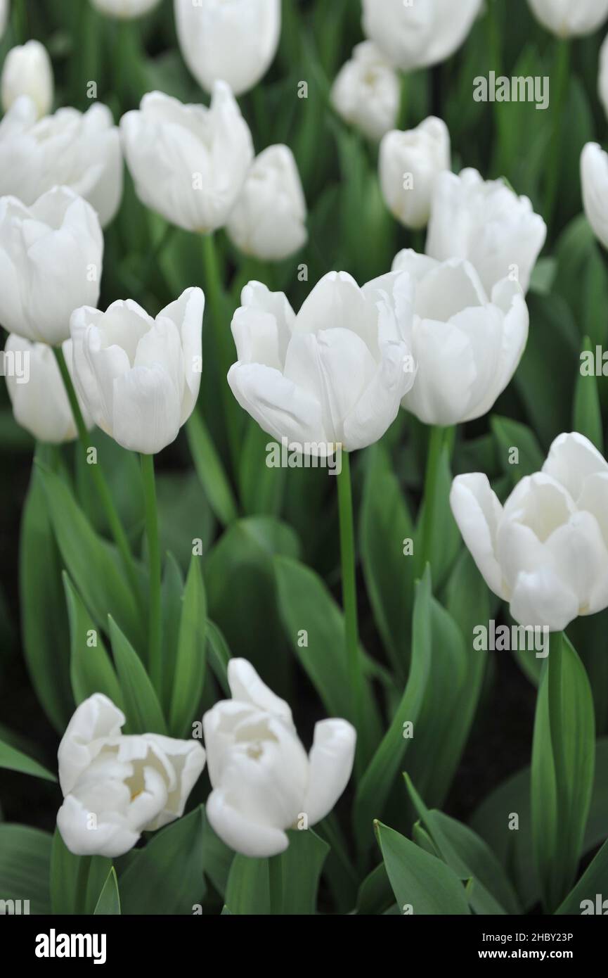White Darwin Hybrid tulips (Tulipa) Hakuun bloom in a garden in March Stock Photo - Alamy