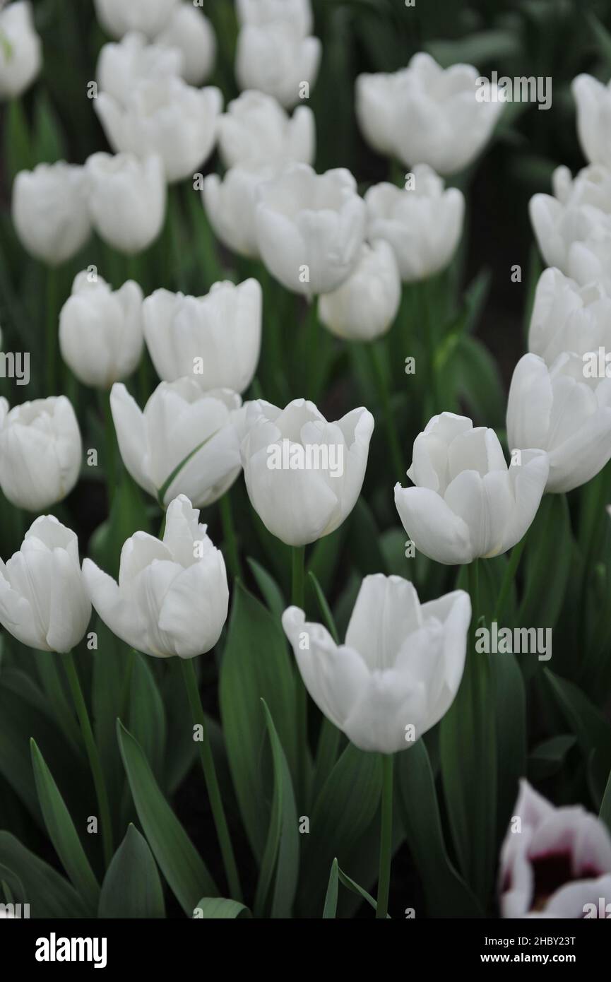 White Darwin Hybrid tulips (Tulipa) Hakuun bloom in a garden in March Stock Photo - Alamy