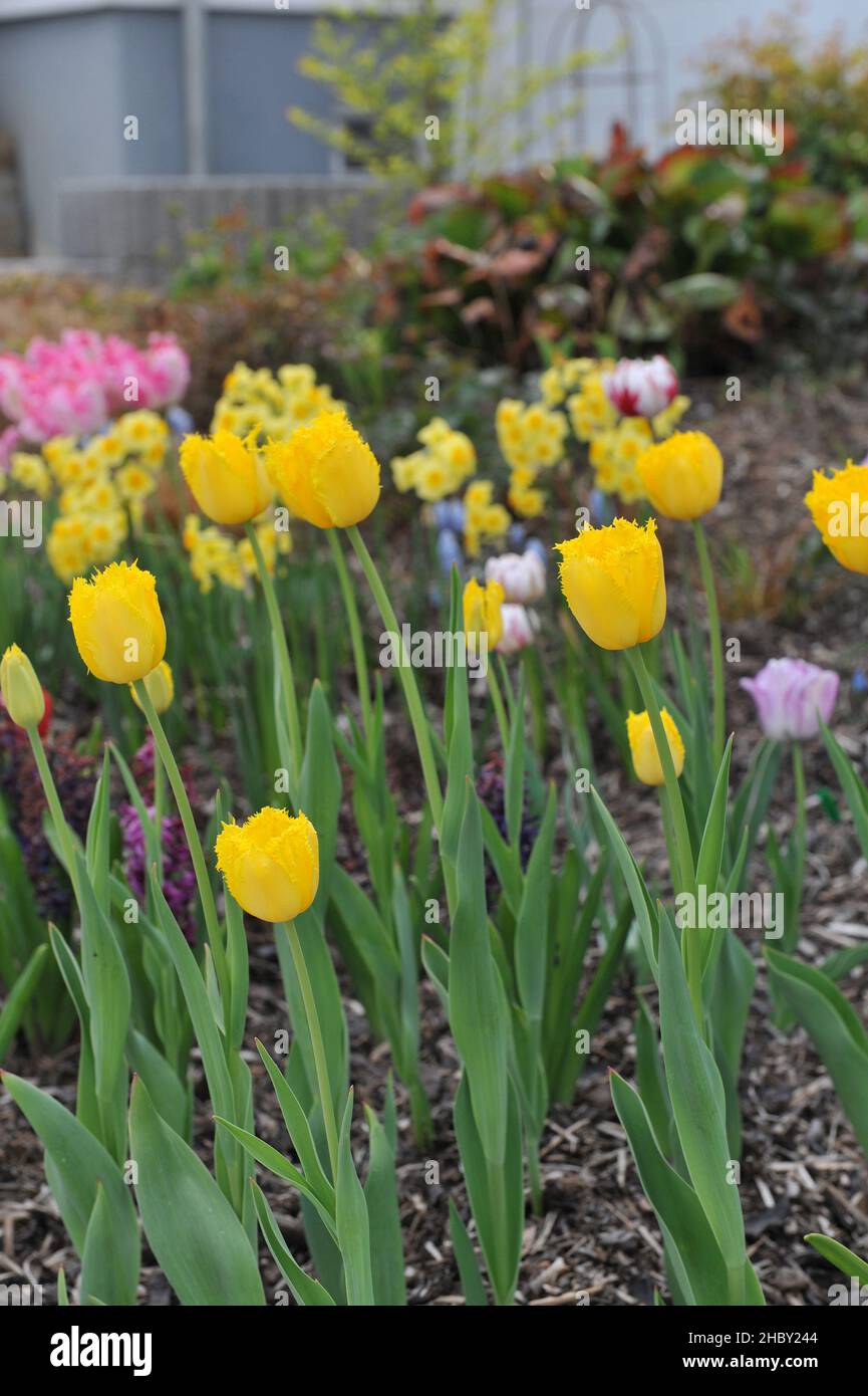 Yellow fringed tulips (Tulipa) Hamilton bloom in a garden in May Stock ...