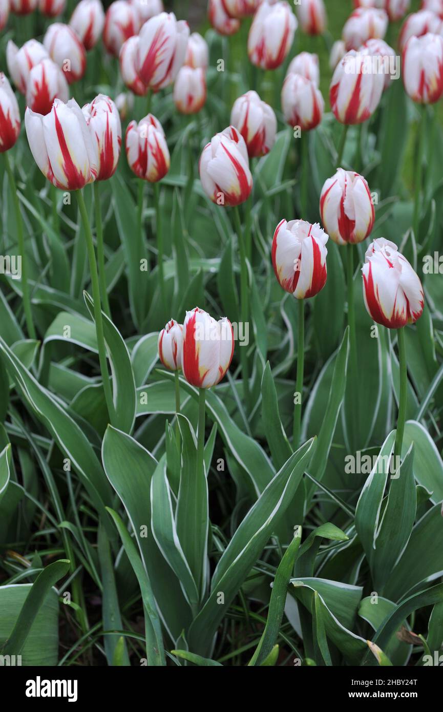 Red and white Triumph tulips (Tulipa) Happy Generation with variegated leaves bloom in a garden ...
