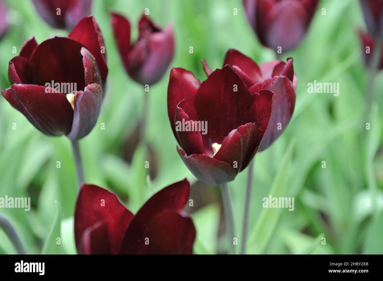 Dark purple, almost black Triumph tulips (Tulipa) Havran bloom in a ...