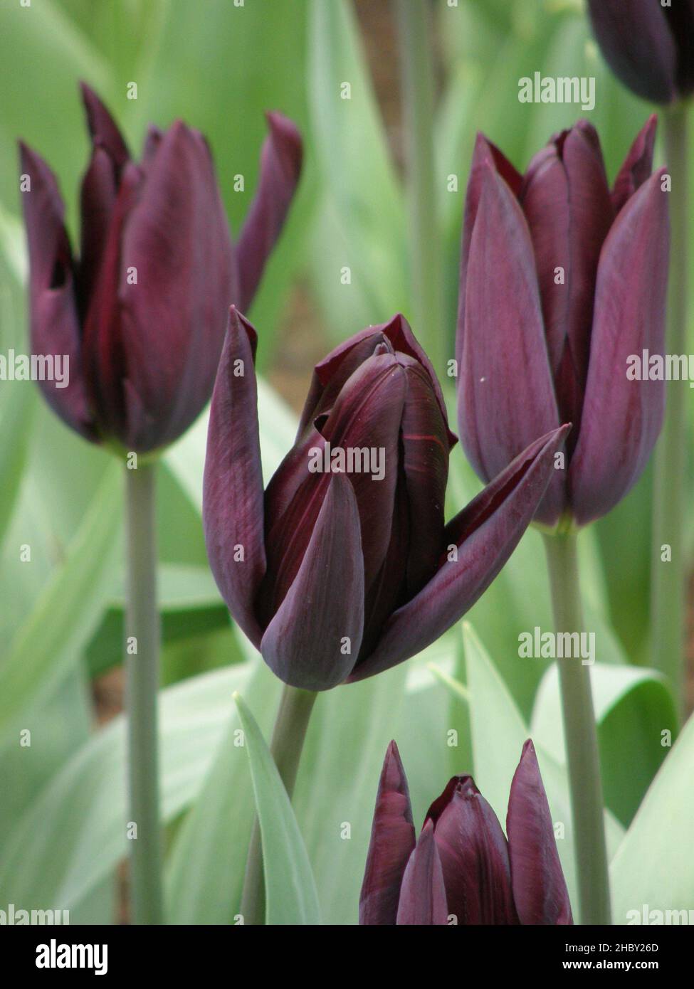 Dark purple, almost black Triumph tulips (Tulipa) Havran bloom in a ...