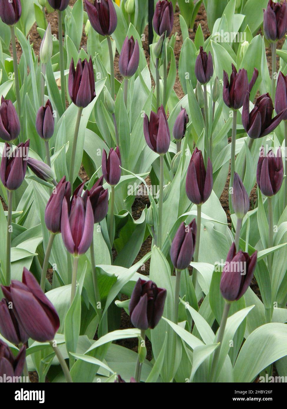 Dark purple, almost black Triumph tulips (Tulipa) Havran bloom in a ...