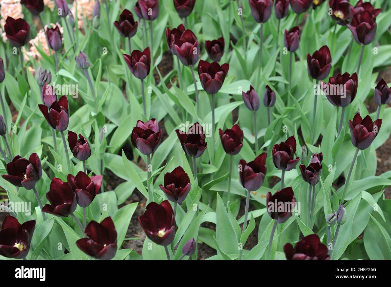 Dark purple, almost black Triumph tulips (Tulipa) Havran bloom in a ...