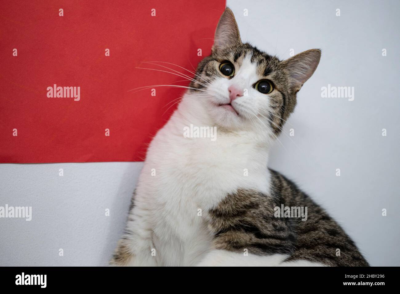Scared little tabby kitten hi-res stock photography and images - Alamy