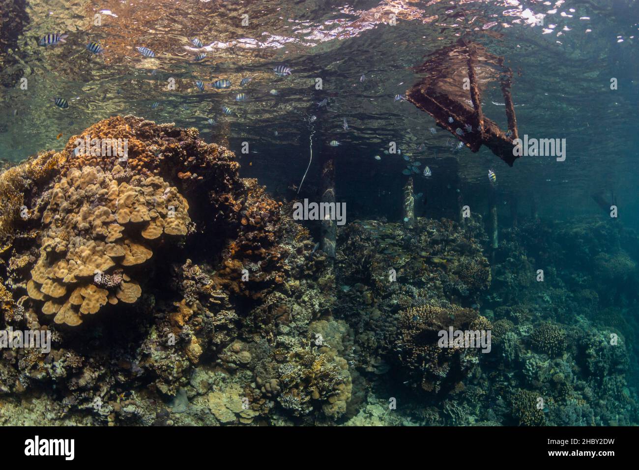 Beautiful coral reef full of life under jetty in the Red Sea in ...