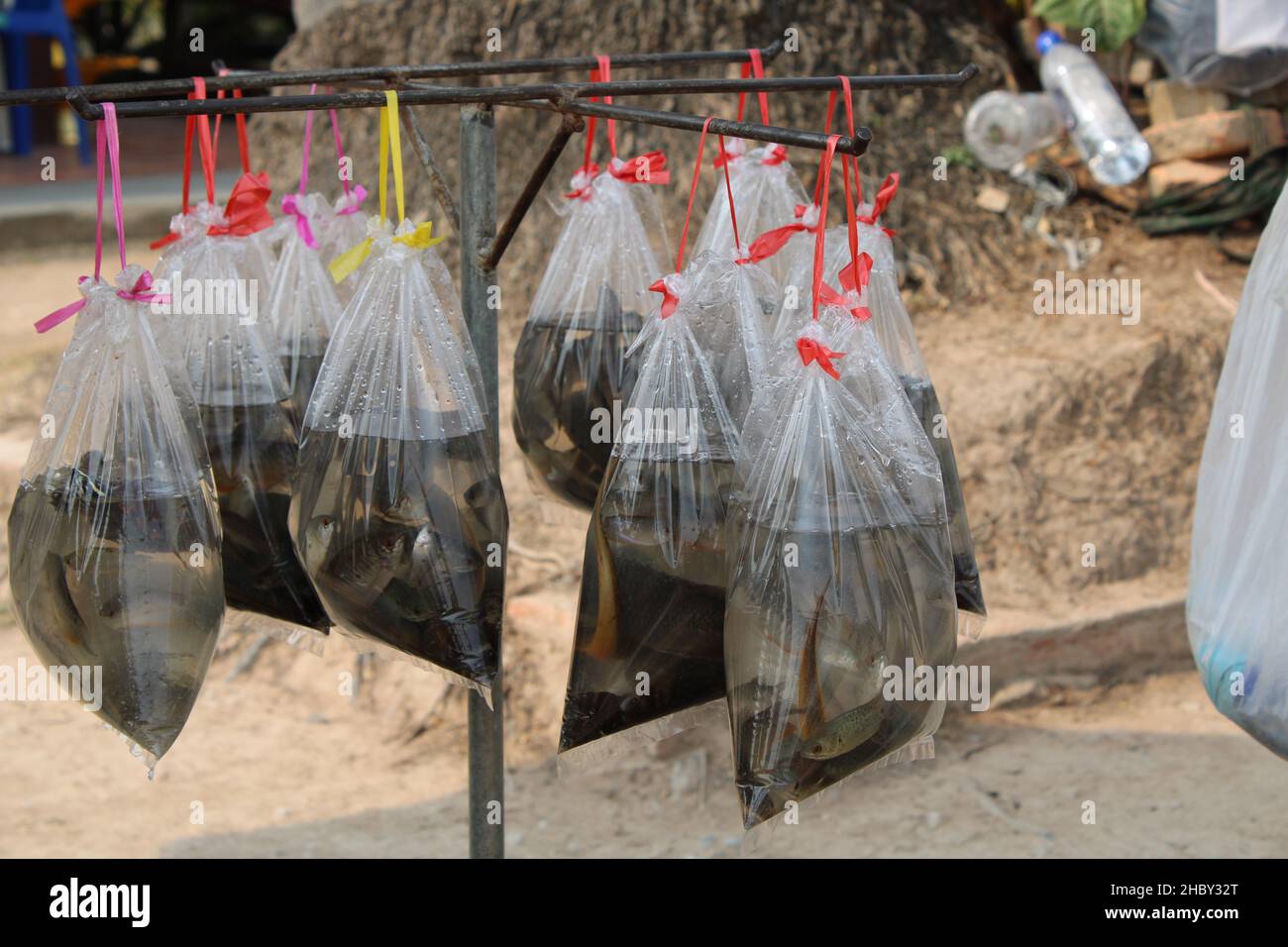 Live fish in bag hi-res stock photography and images - Alamy