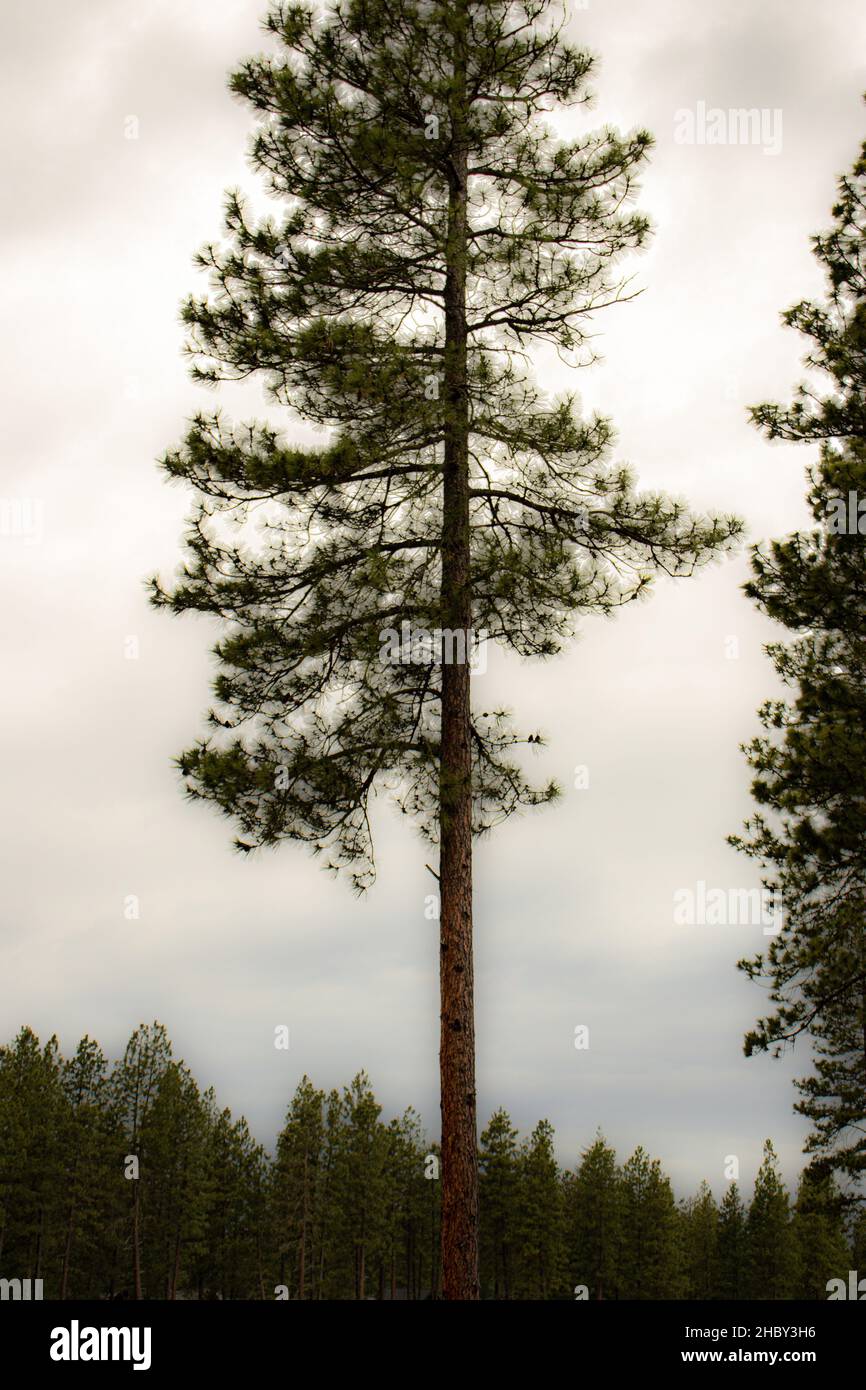 Washington pine trees hi-res stock photography and images - Alamy