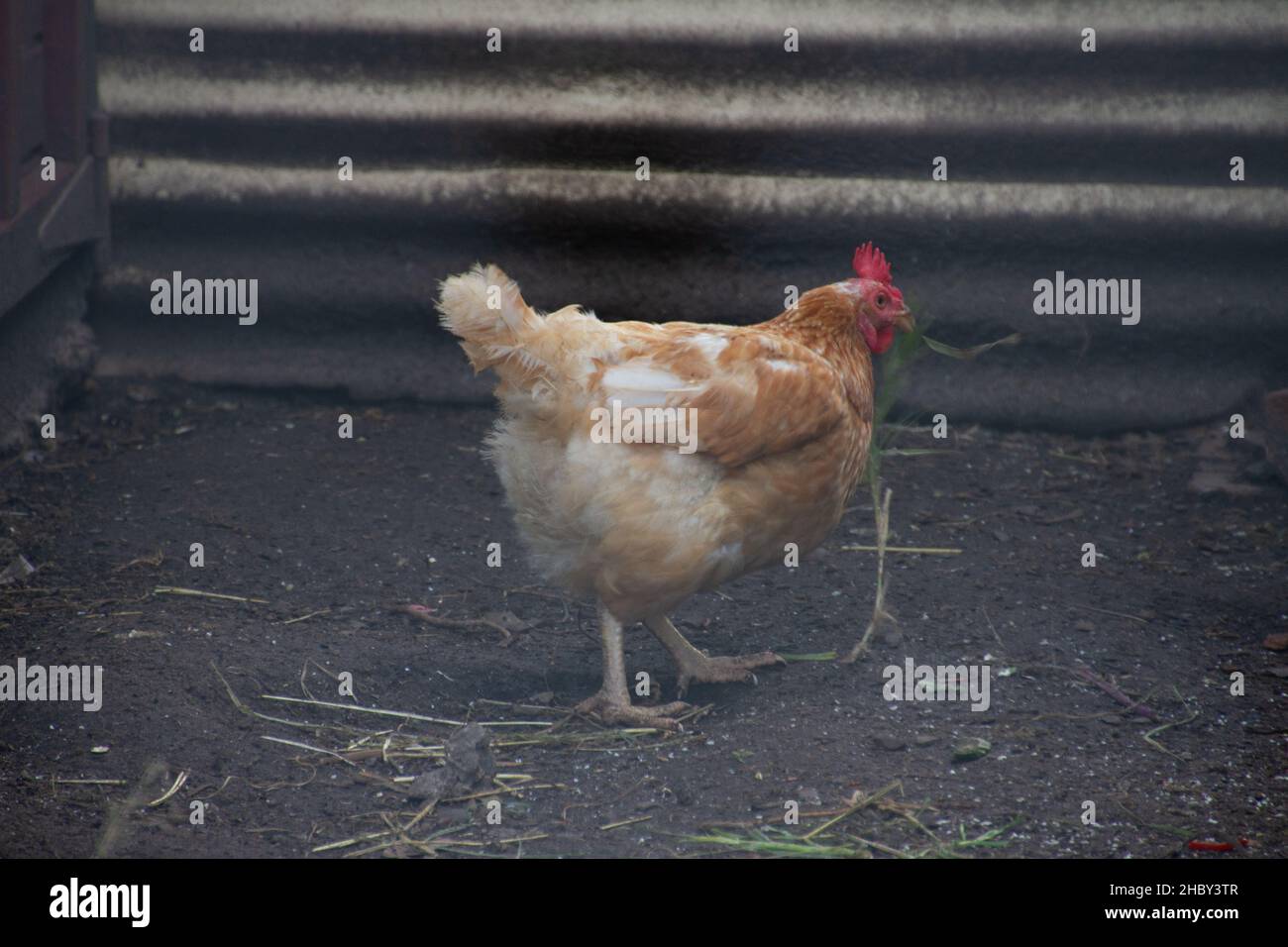 A view of a Lohmann Brown chicken on a farm Stock Photo - Alamy