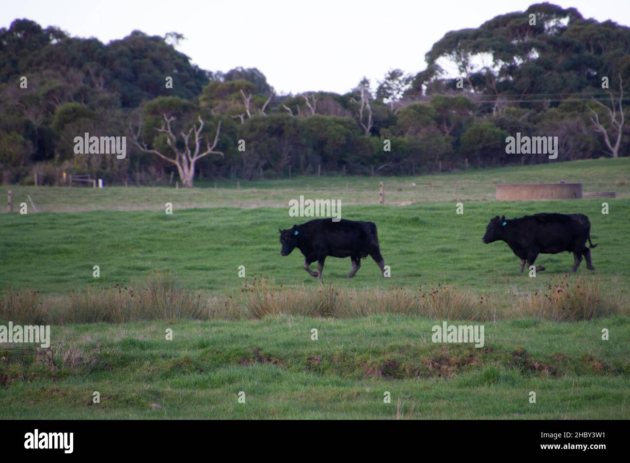 A view of black Angus walking in a farmland Stock Photo - Alamy