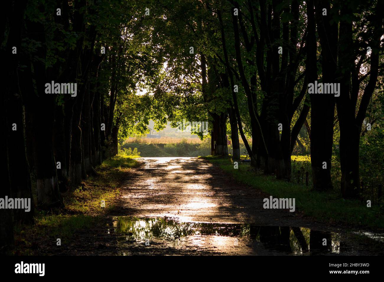 Shady maple trees hi-res stock photography and images - Alamy