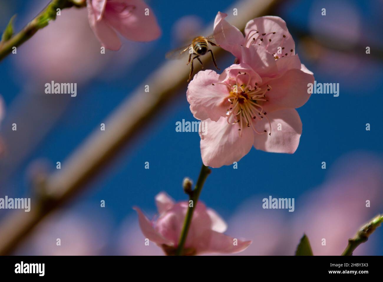 A closeup shot of a pink peach tree flower Stock Photo - Alamy