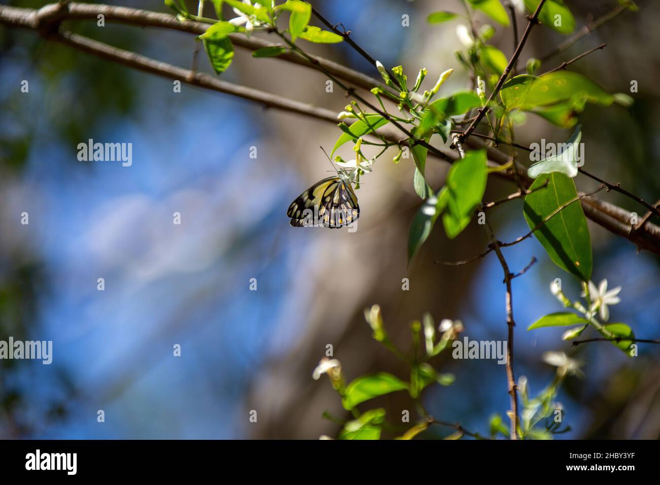 A selective shot of a butterfly collecting nectar from flowers of a ...