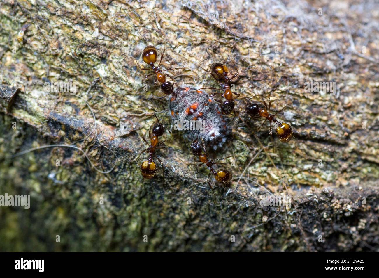 A view of red wood ants eating in an anthill Stock Photo - Alamy