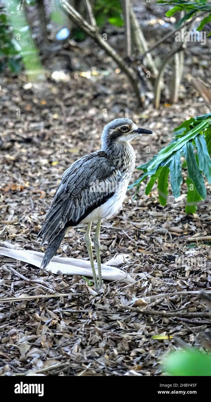 A vertical shot of a curlew bird in a park in Brisbane, Australia Stock ...