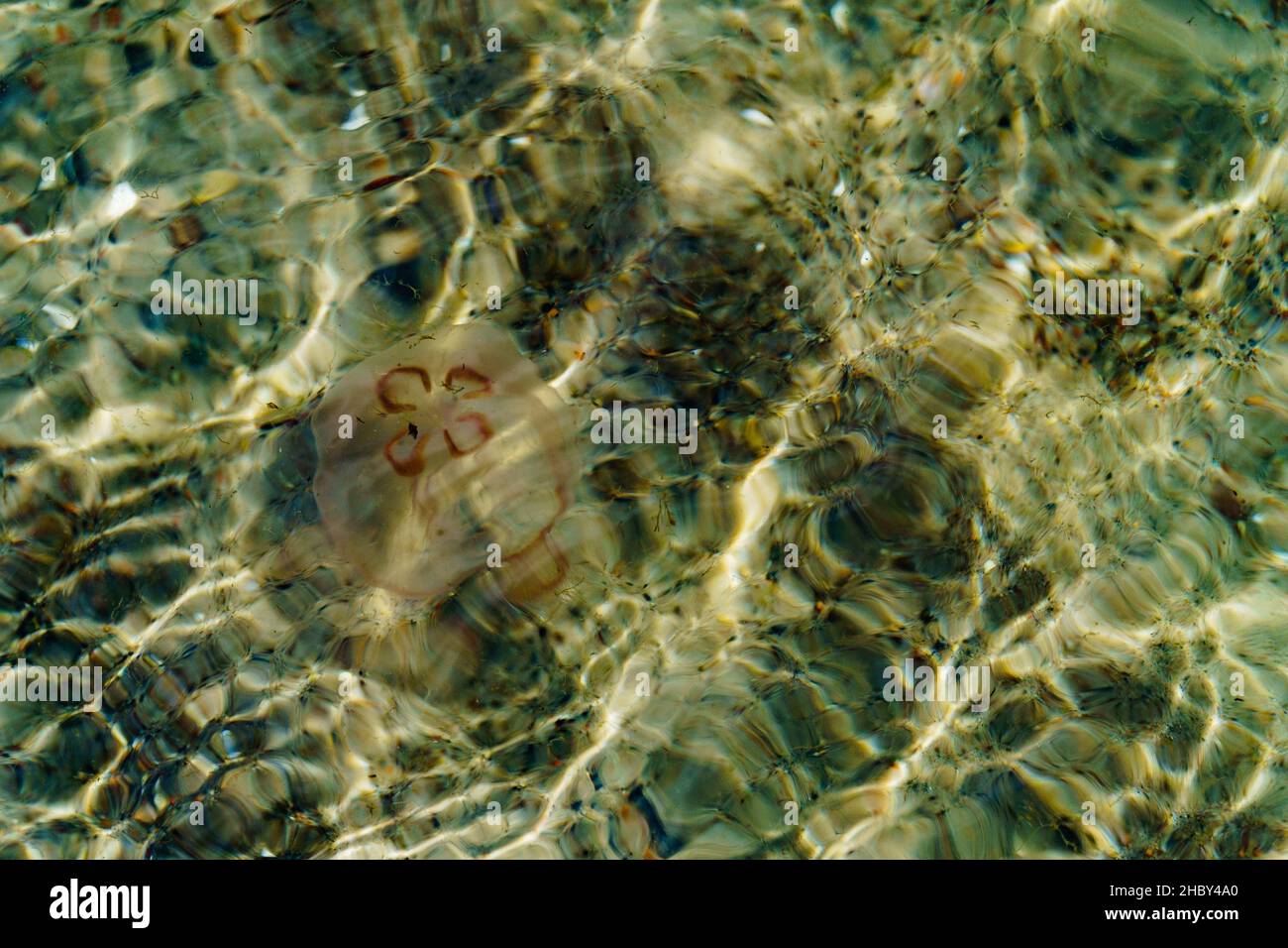 A top view of jellyfish in the water Stock Photo - Alamy