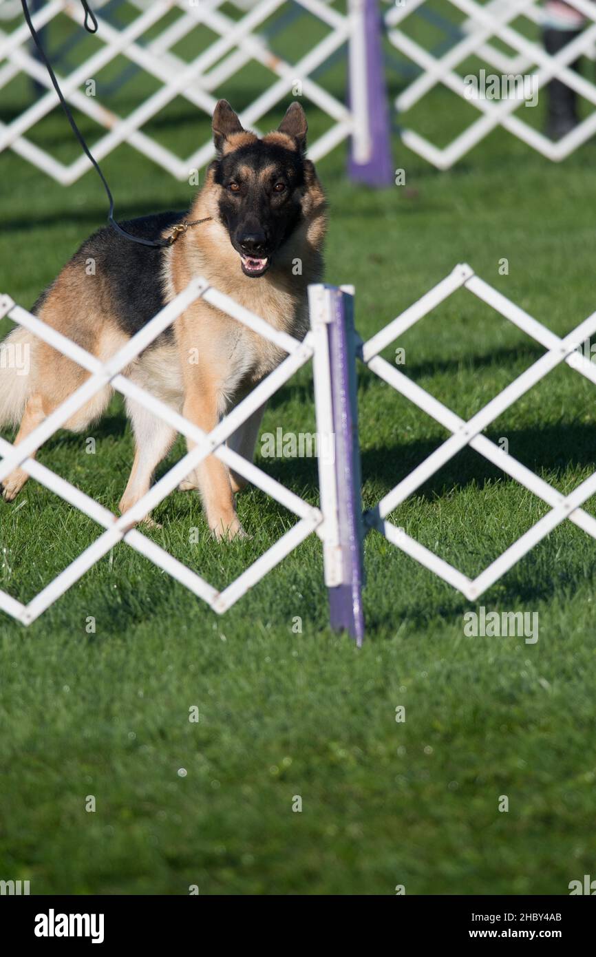 German Shepherd circling the dog show ring Stock Photo - Alamy