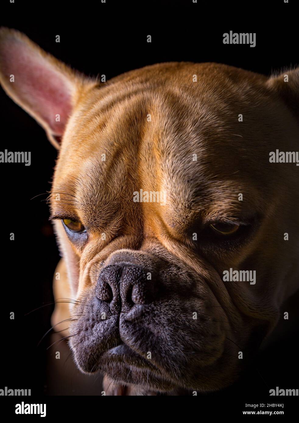 Bouledogue francais hi-res stock photography and images - Alamy