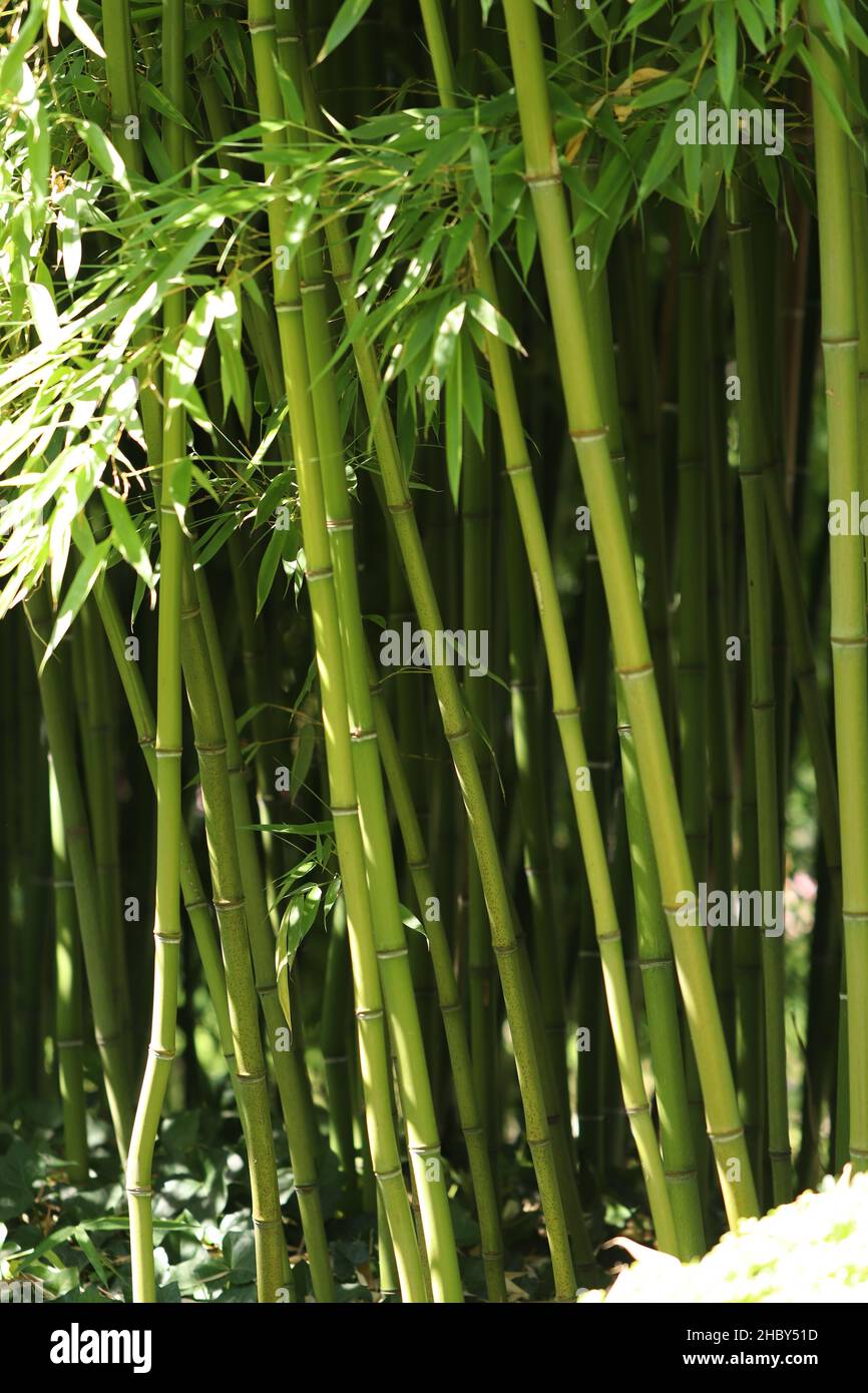 A vertical closeup of dense green bamboos growing in the forest Stock ...