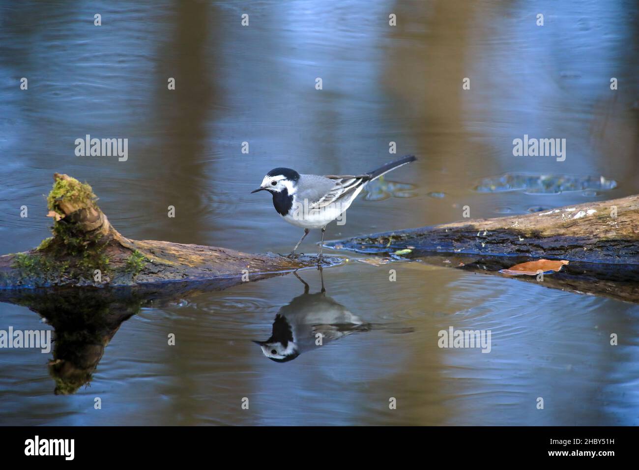 European White Wagtail Stock Photo - Alamy