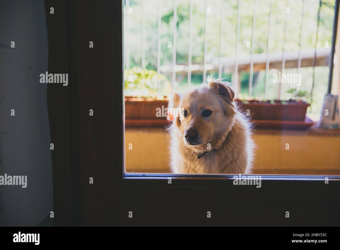 A cute Golden Retriever behind a glass window Stock Photo - Alamy