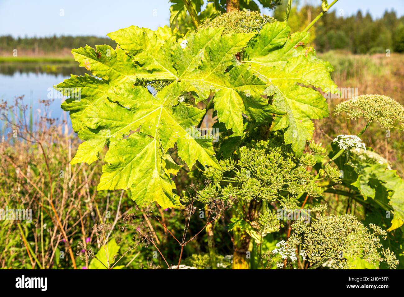 Heracleum giganteum hi-res stock photography and images - Alamy