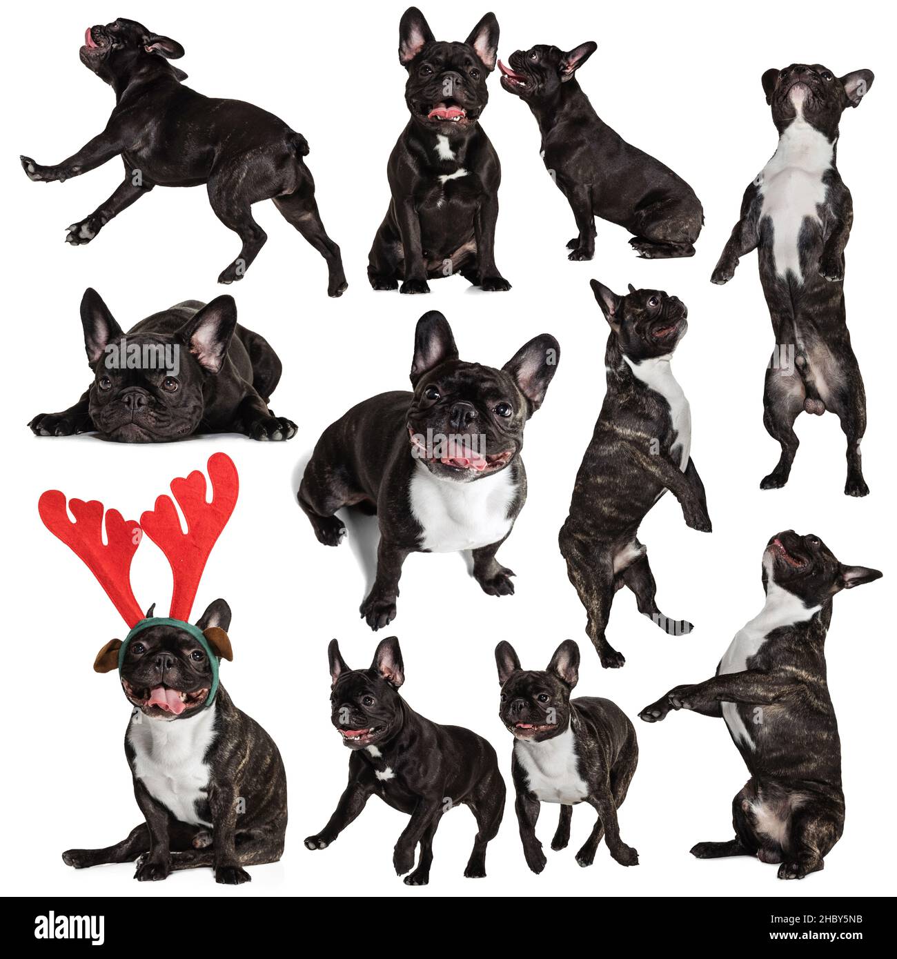 Collage of beautiful, playful, cute French Bulldog posing isolated over ...
