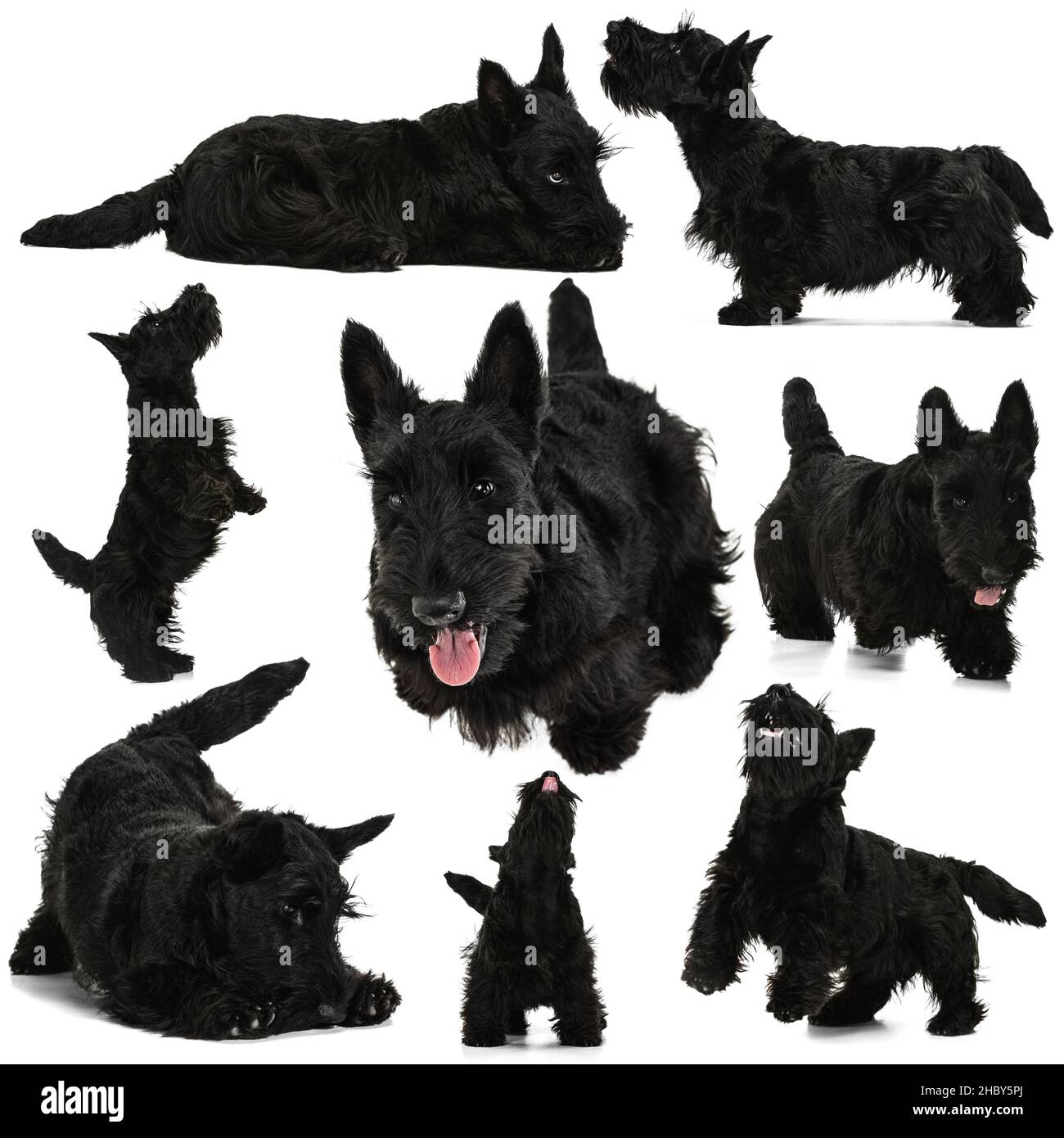 Collage of portraits of playful dog, scottish terrier posing isolated ...