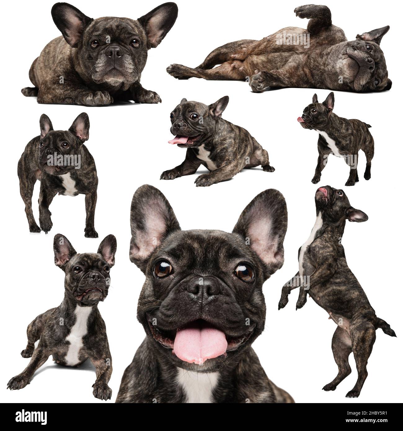 Collage of beautiful, playful, cute French Bulldog posing isolated over ...
