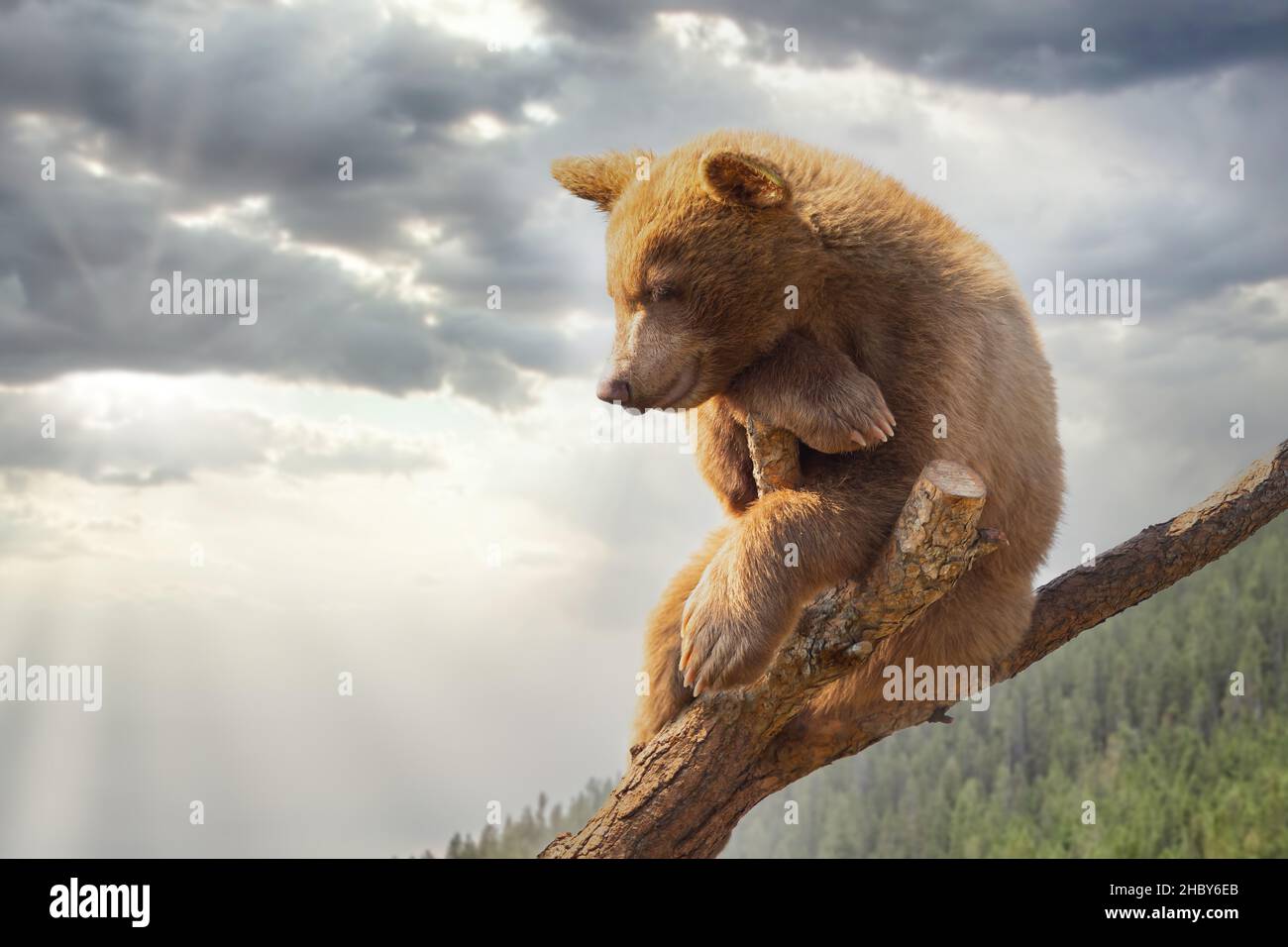 Hanging in there. Bear cub on a dead tree observing from above Stock ...