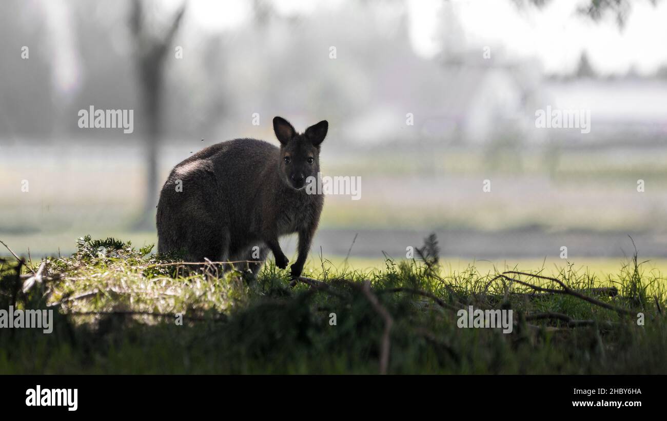 A view of the beautiful kangaroo in its habi Stock Photo - Alamy