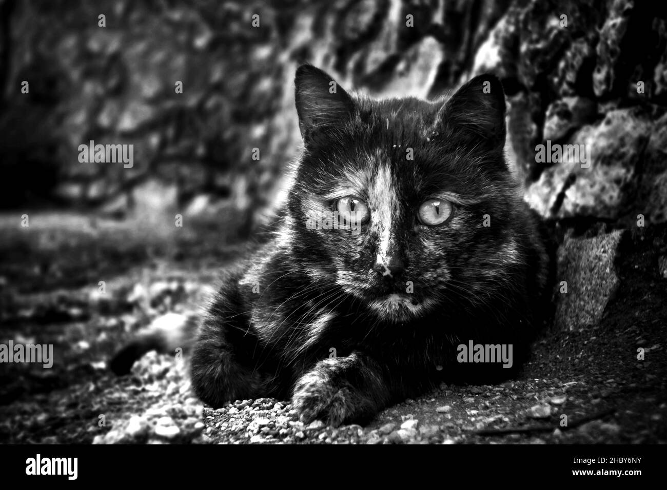A scenic view of the cat in grayscale Stock Photo - Alamy