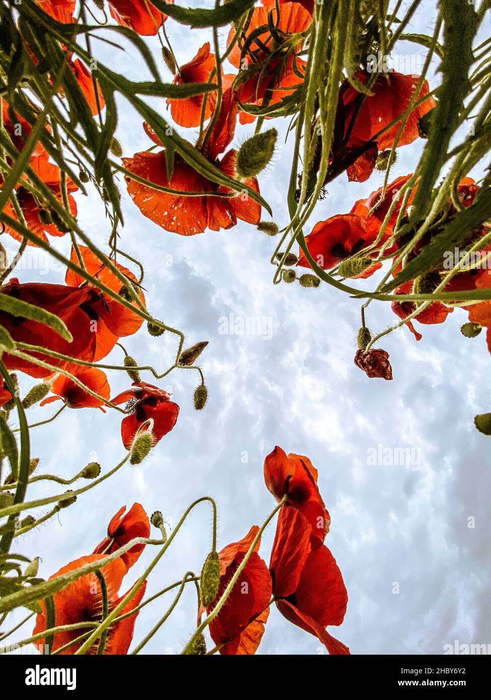 Low angle view photo of wild Poppies field against cloudy sky Stock ...