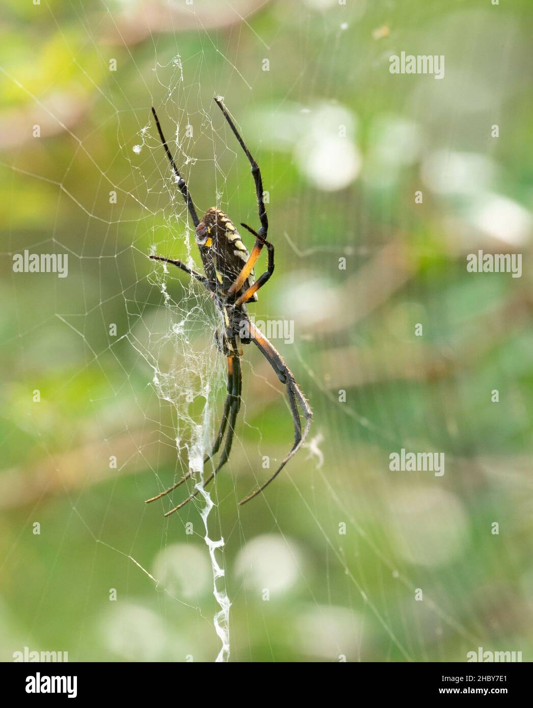 A vertical closeup of the yellow garden spider on the cobweb. Argiope ...