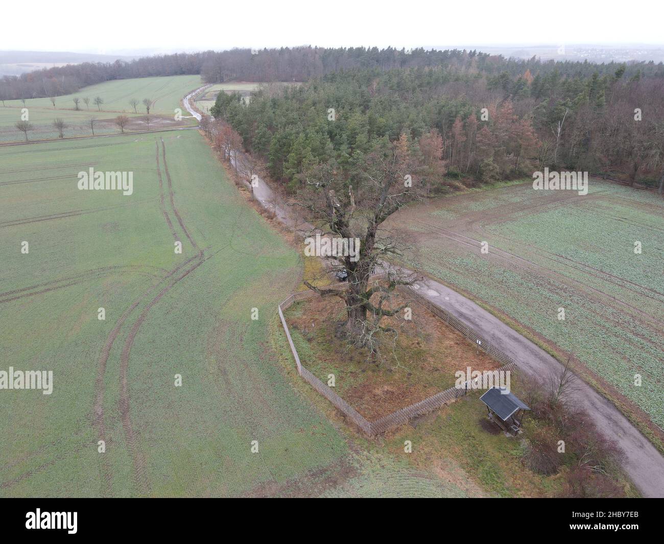 450 year old oak tree hi-res stock photography and images - Alamy
