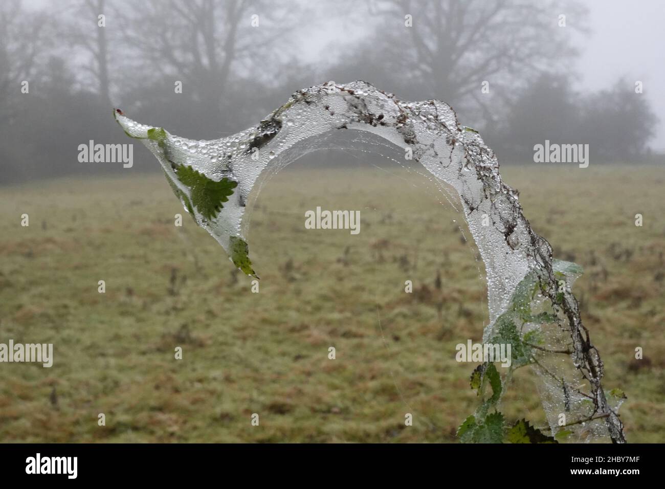 Nettle Wrapped High Resolution Stock Photography and Images - Alamy